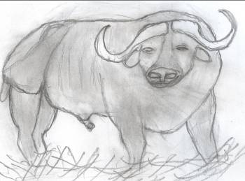 Bineensa Oromiyaa durii