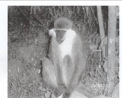 Bineensa Oromiyaa durii