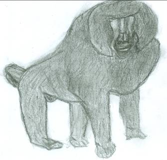 Bineensa Oromiyaa durii