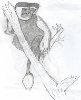 Bineensa Oromiyaa durii